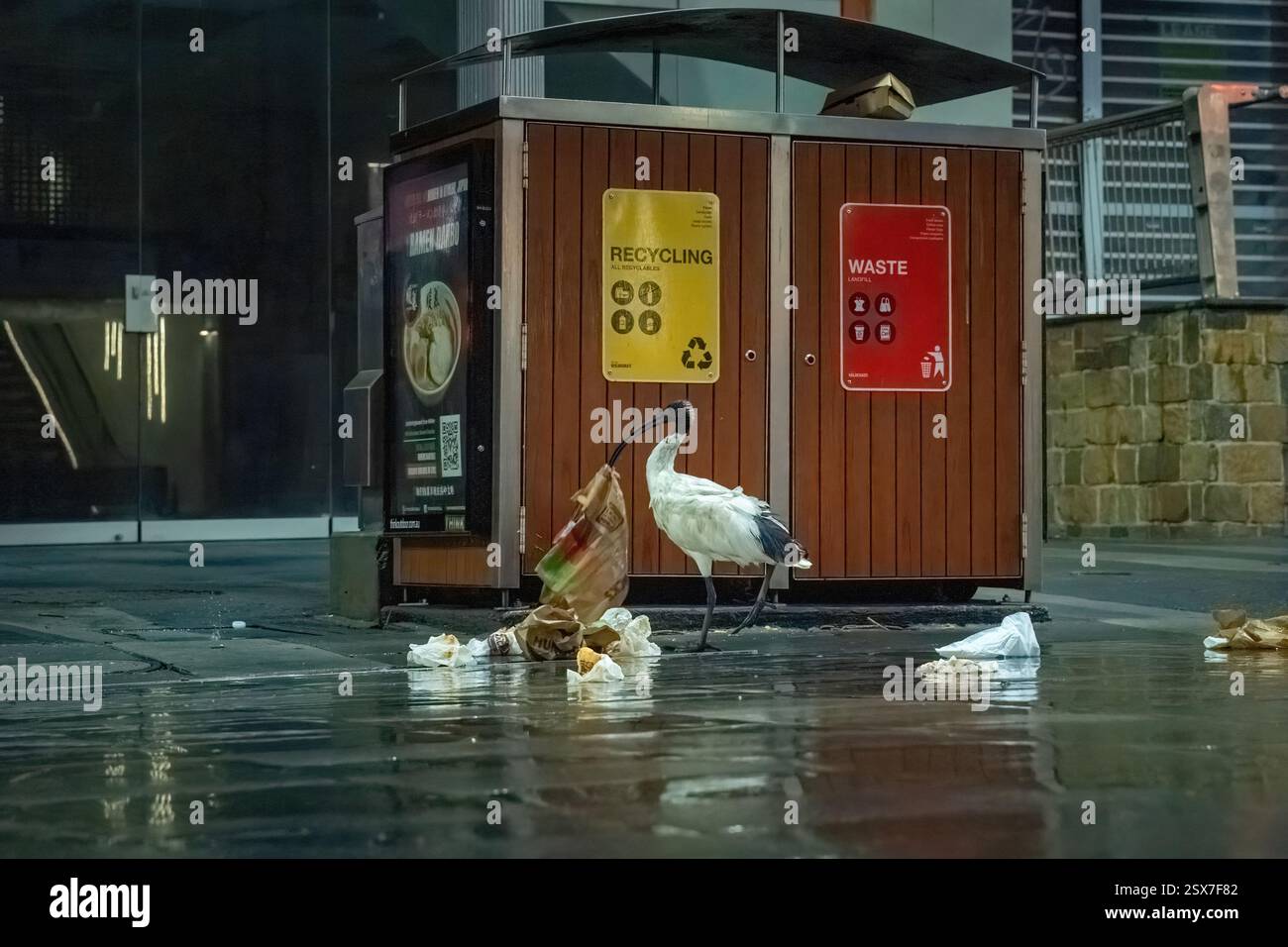 A Bin Chicken, or Australian White Ibis, forages through rubbish for it ...