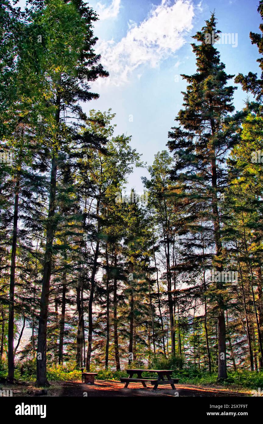 Bench is set up in a forest with trees in the background. The bench is ...