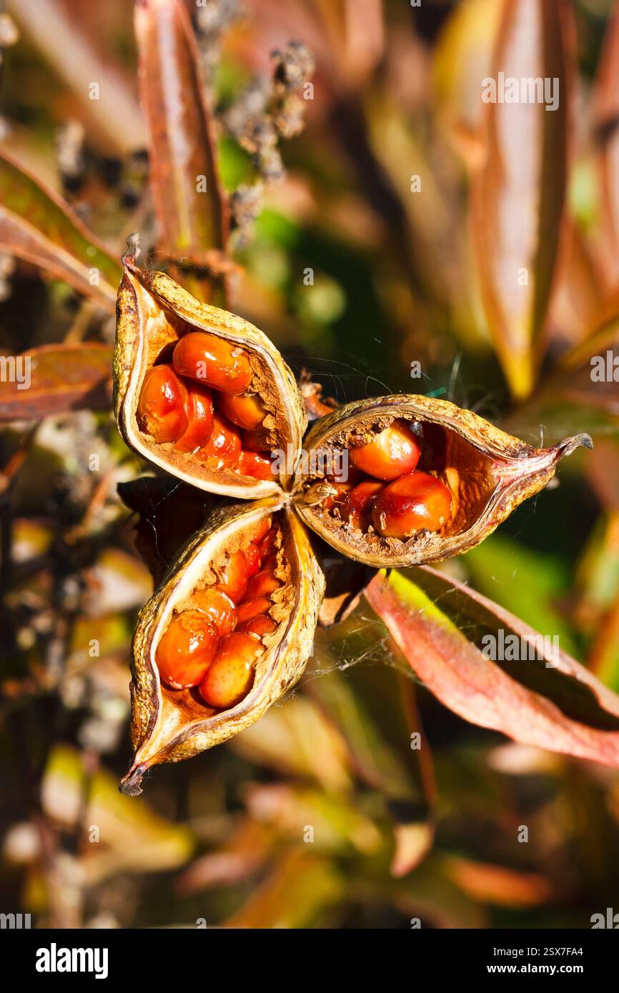 Three nuts are open and have seeds inside. The nuts are brown and have ...