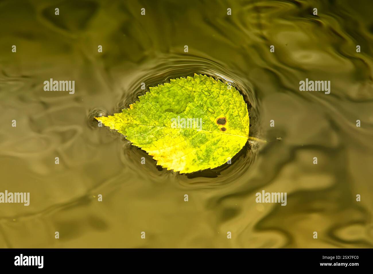 Leaf is floating on the surface of a body of water. The leaf is green ...