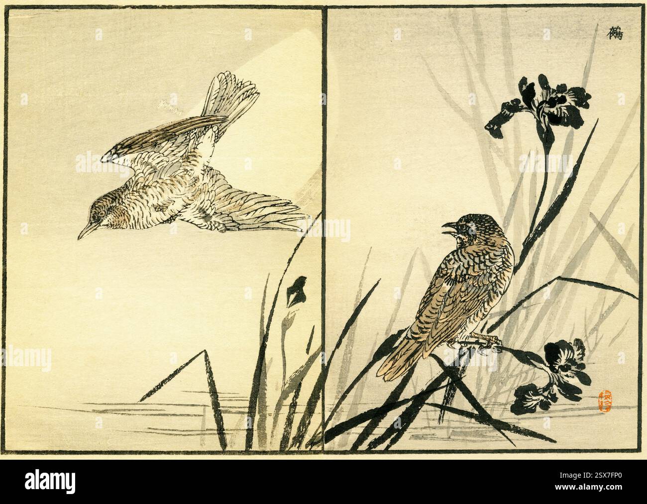 White's Thrush and Iris flower ( Zoothera aurea / Acorus calamus ...