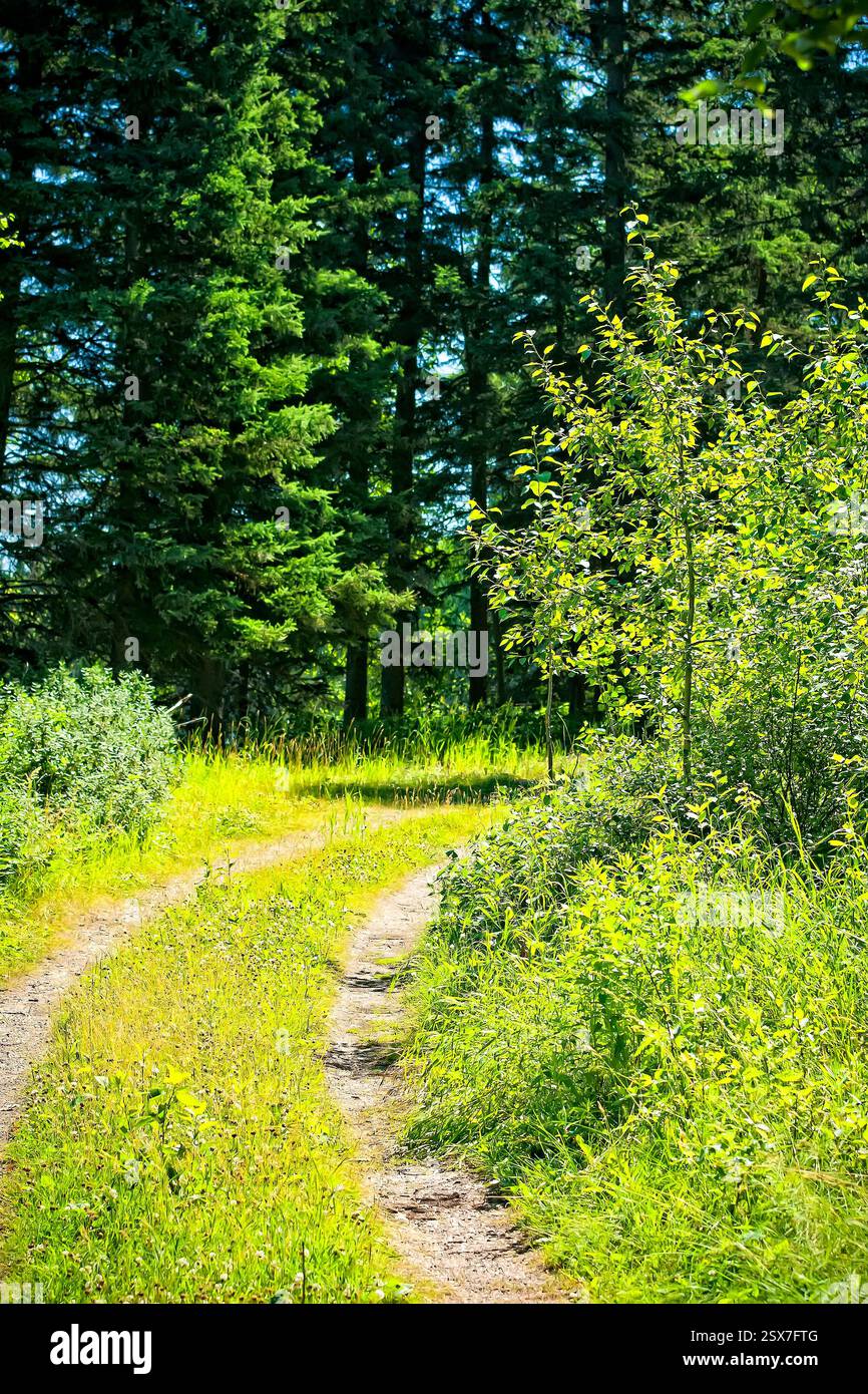 Path through a forest with trees and grass. The path is narrow and ...