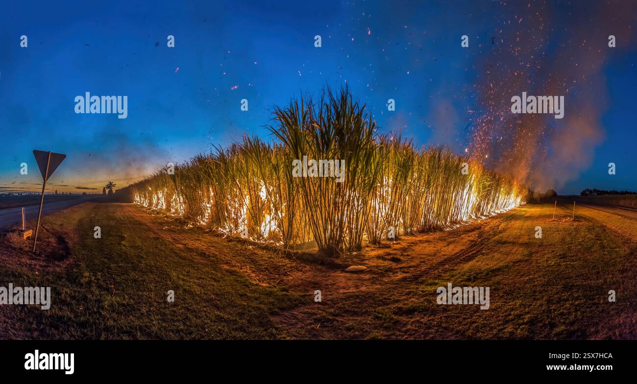 A sugar cane burn takes place as the sun sets Stock Photo - Alamy