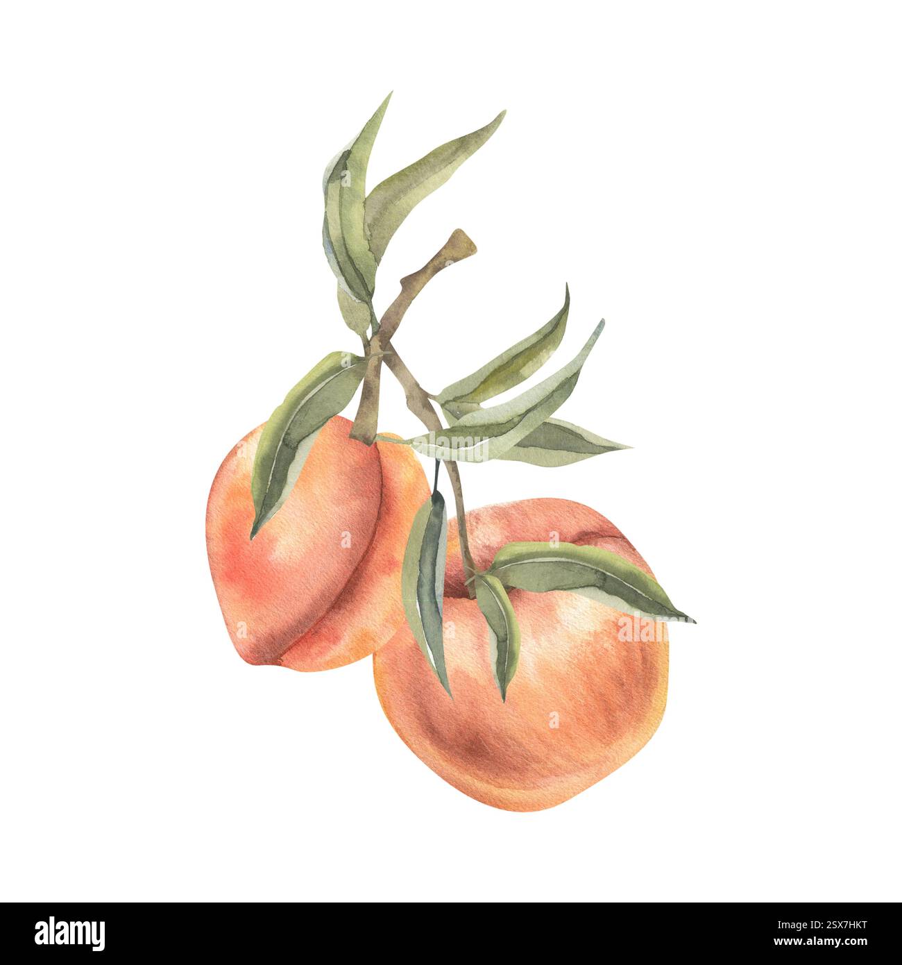 Orange peach branch with leaves watercolor illustration. Isolated ...