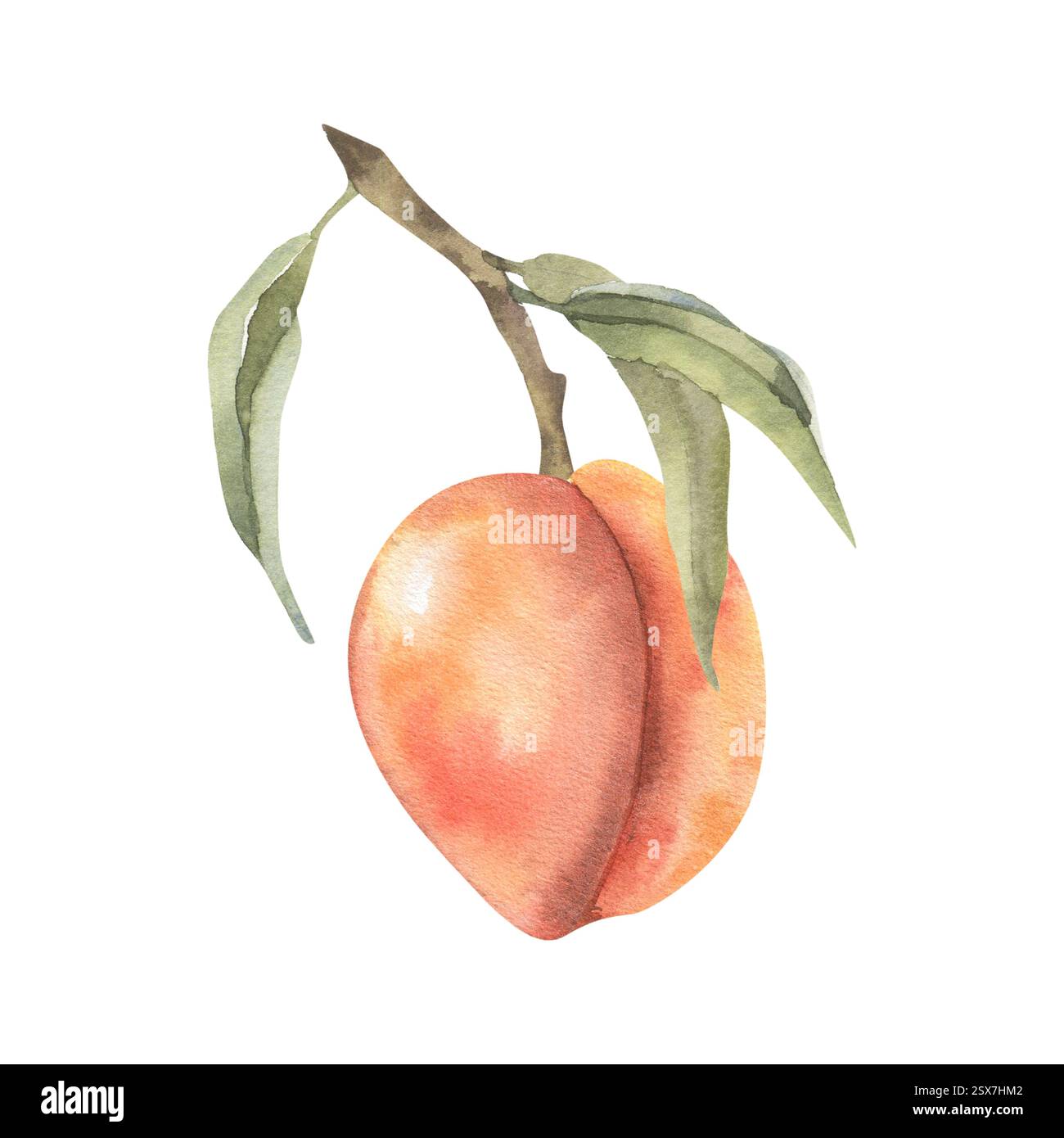 Peach fruit on branch with leaves watercolor illustration. Hand drawn ...