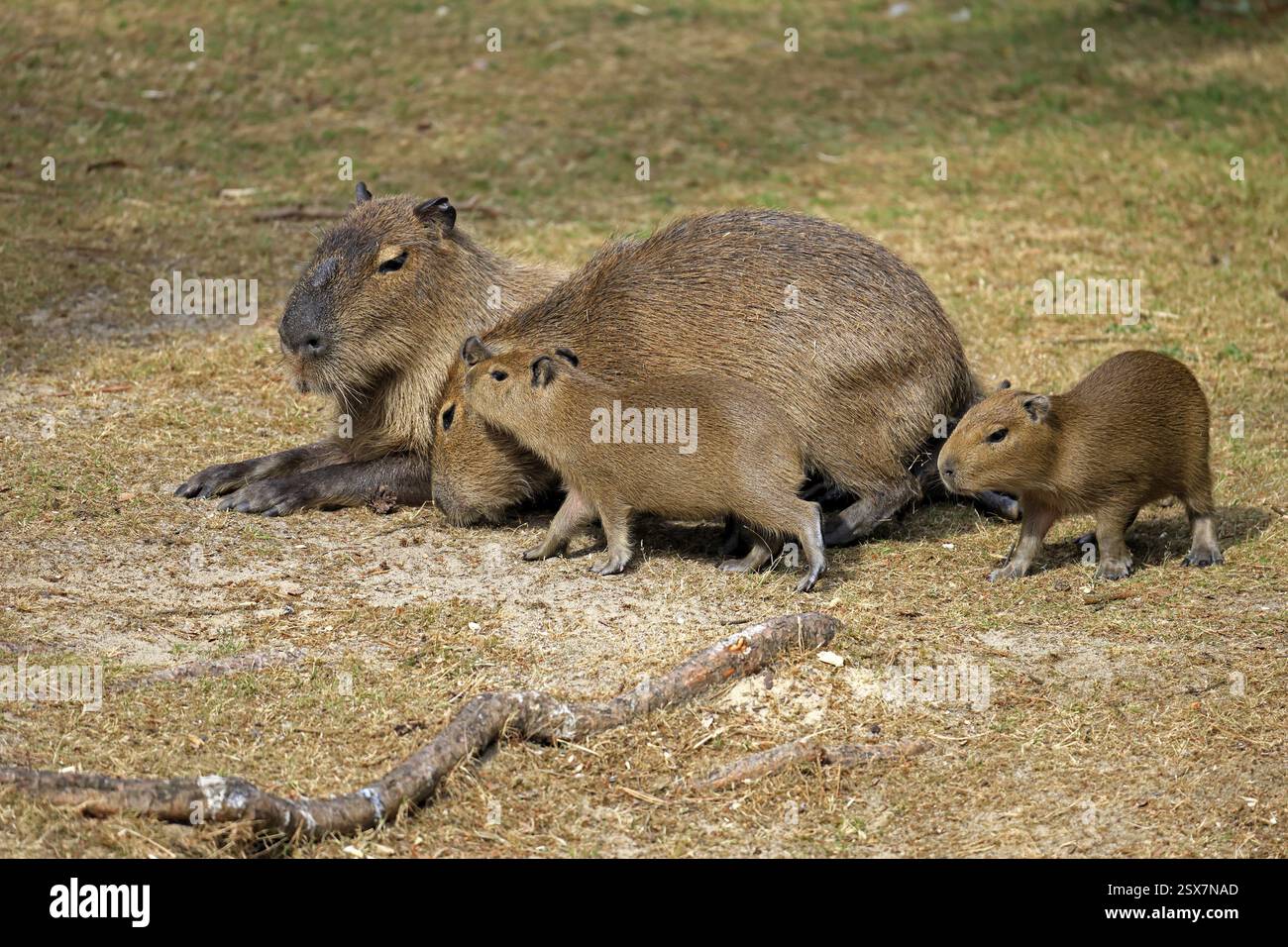 Capybara (Hydrochoerus hydrochaeris), capybara, adult, female, mother ...