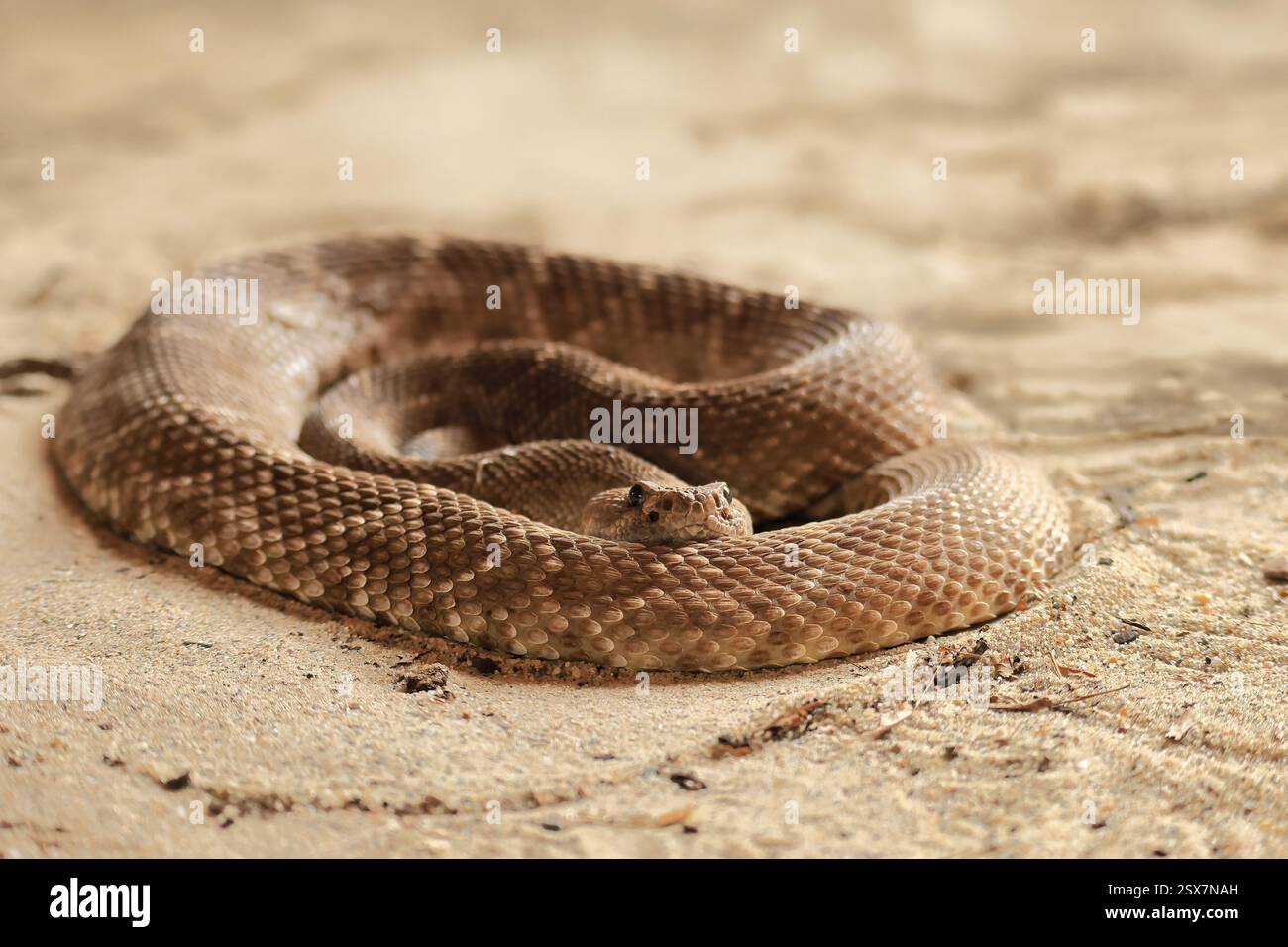 Red diamond rattlesnake (Crotalus ruber), adult, on ground, warming up ...