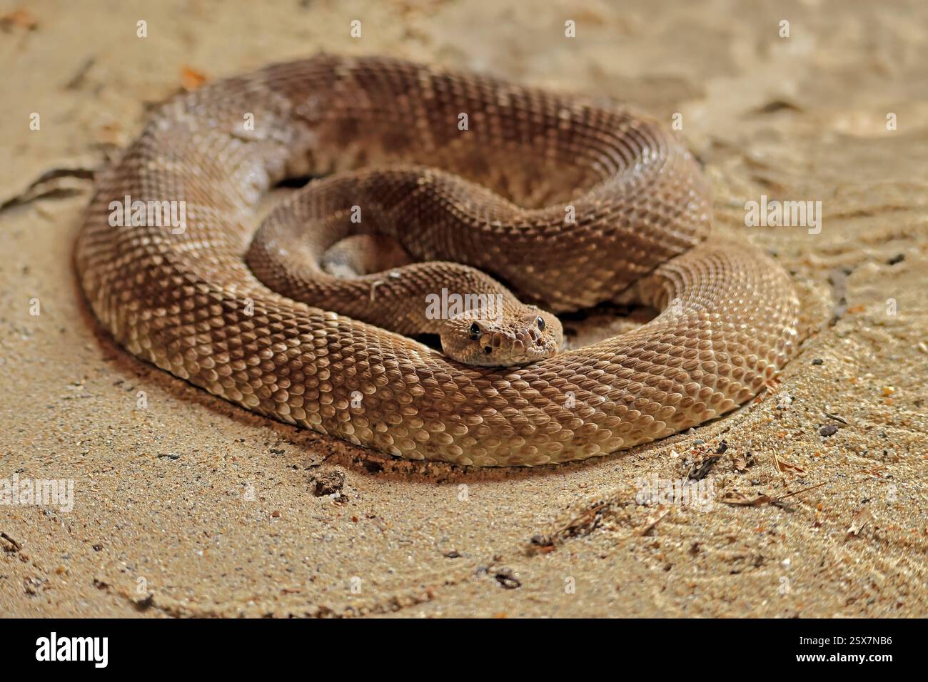 Red diamond rattlesnake (Crotalus ruber), adult, on ground, warming up ...
