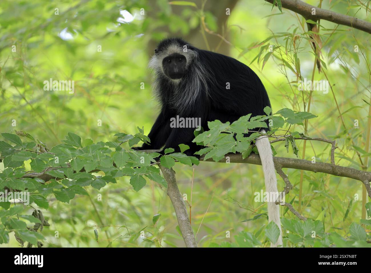White-bearded snub-nosed monkey (Colobus polykomos), adult, sitting, on ...