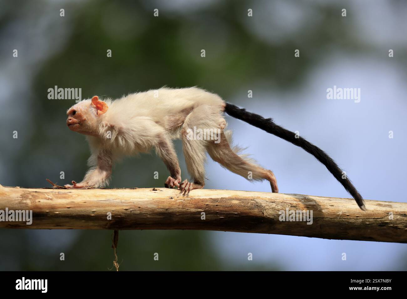 Silver marmoset (Mico argentatus, Syn.: Callithrix argentata), silver ...