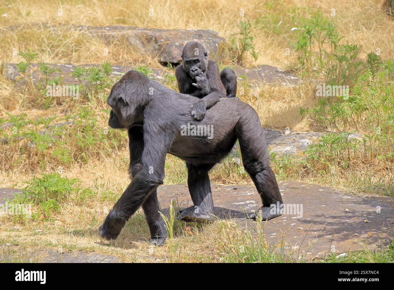 Western gorilla (Gorilla gorilla), adult, female, carrying, juvenile ...