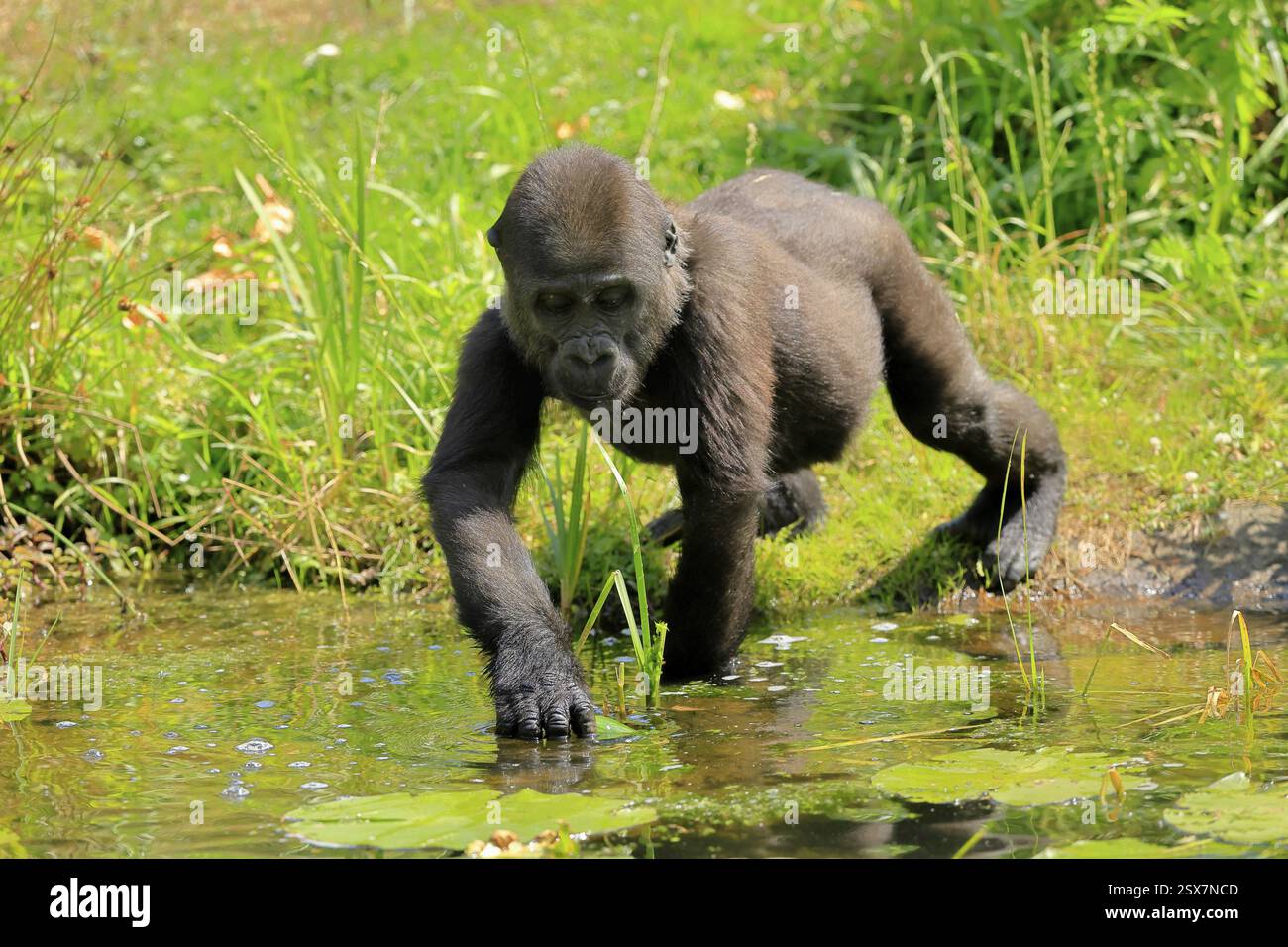 Western gorilla (Gorilla gorilla), young animal, at the water ...