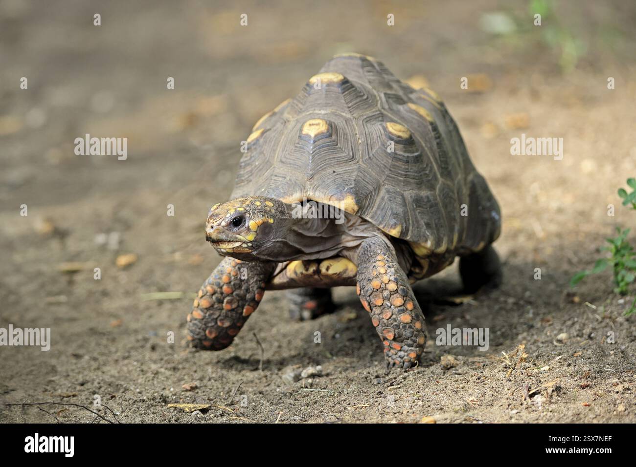 Coal turtle (Geochelone carbonaria), adult, foraging, South America ...