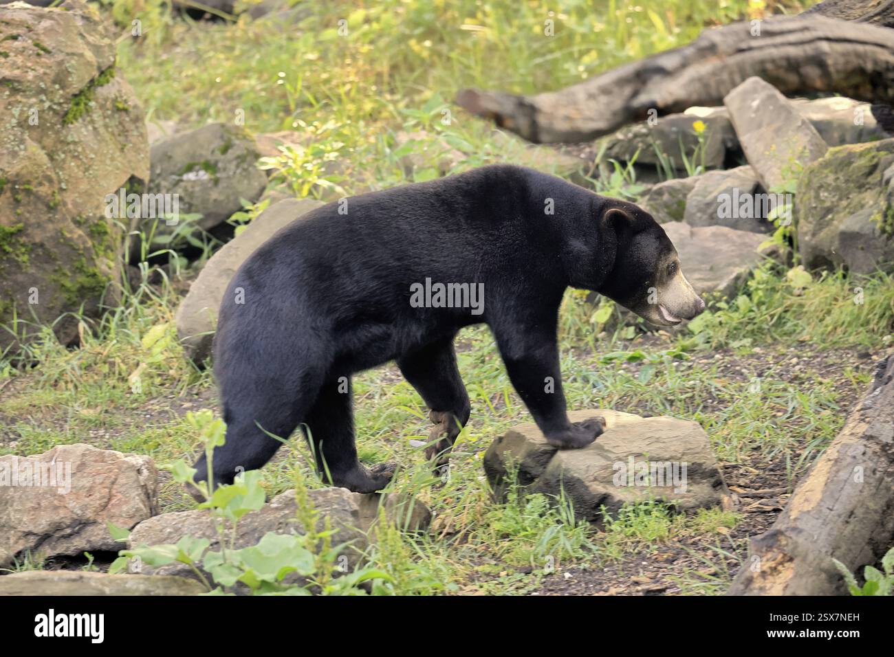 Malayan bear (Helarctos malayanus), adult, running, foraging, alert, Southeast Asia Stock Photo ...