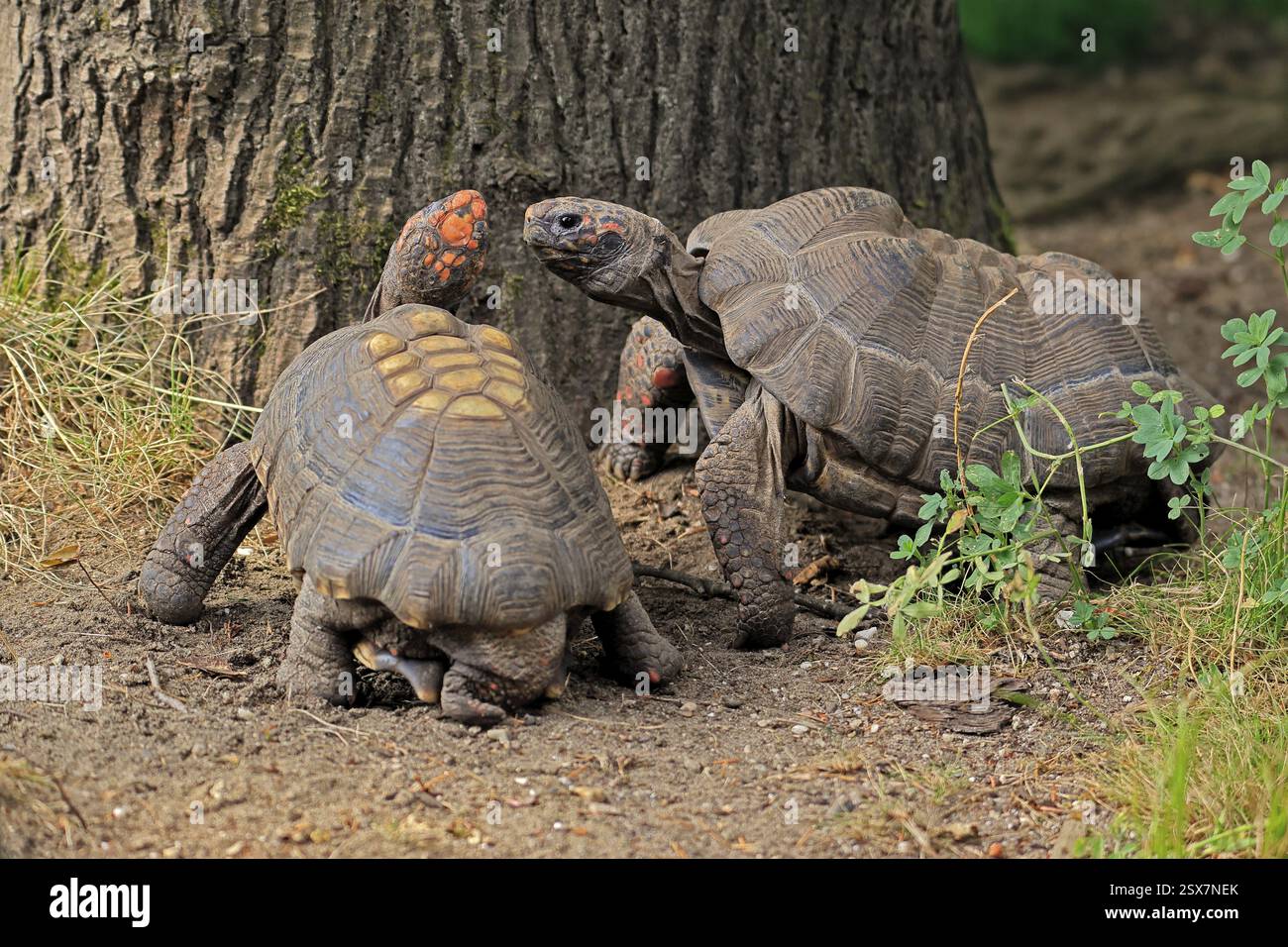 Coal turtle (Geochelone carbonaria), adult, pair, social behaviour ...