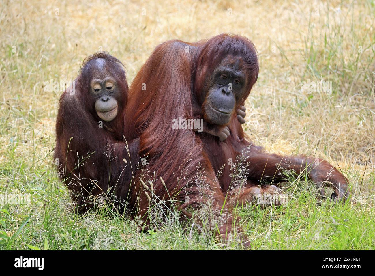 Borneo Orang Utan (Pan Paniscus), adult, female, mother, juvenile ...