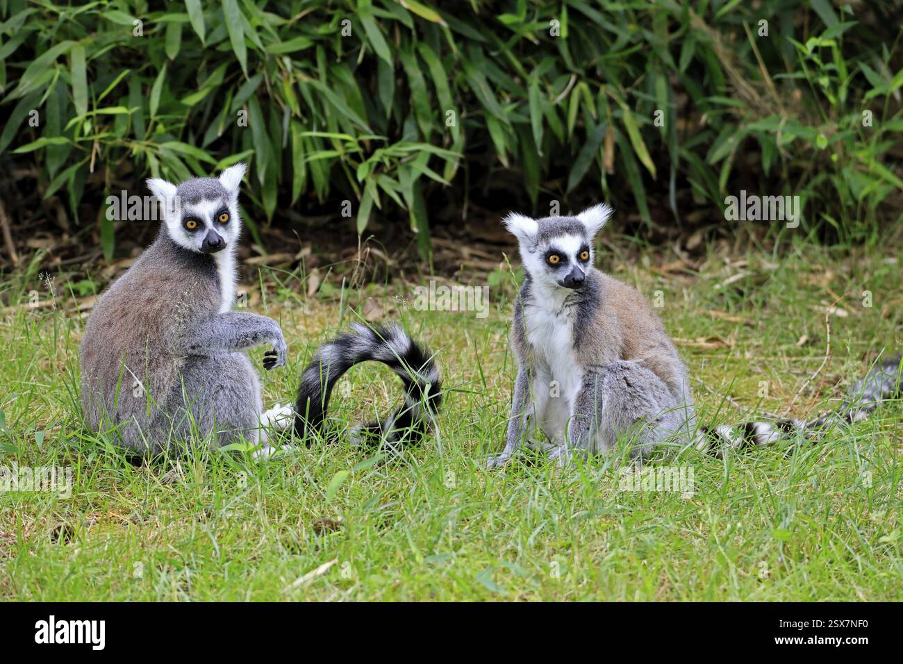 Catta (Lemur catta) adult, two cattas, sitting on the ground, Magaskar ...