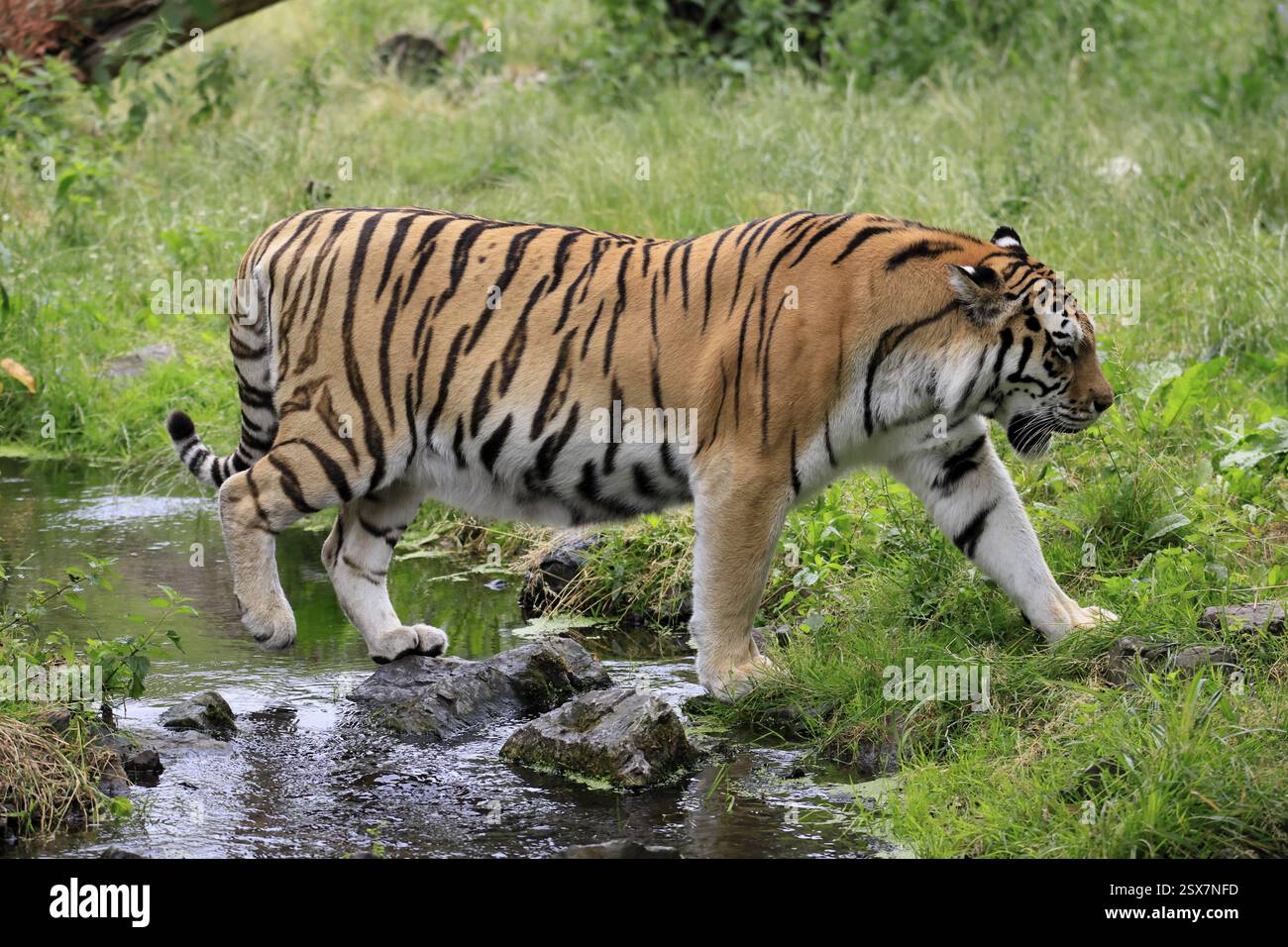 Siberian tiger (Panthera tigris altaica), adult, male, running, at the water's edge Stock Photo ...