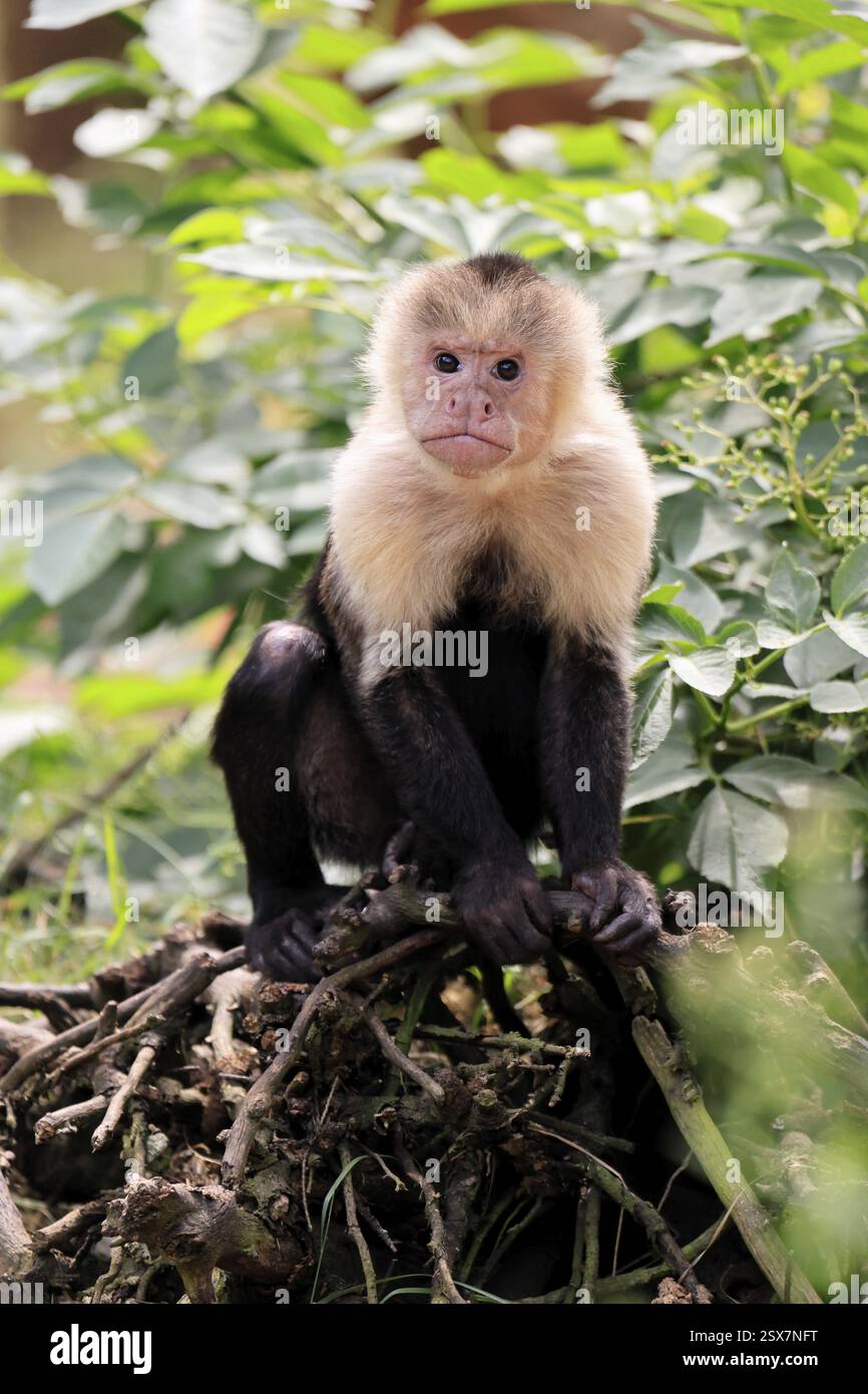 White-shouldered capuchin monkey (Cebus capucinus), adult, on the ...