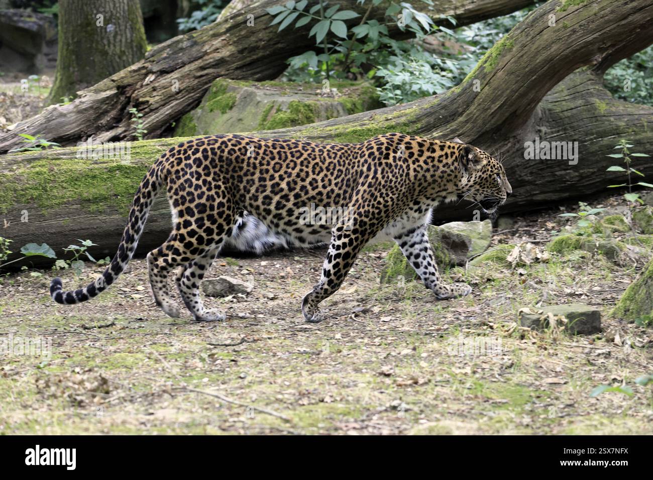 Sri Lanka Leopard (Panthera pardus kotiya), adult, stalking, running ...