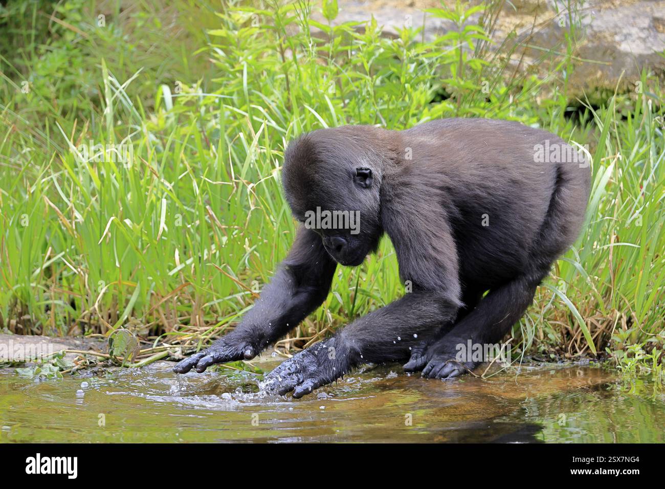 Western gorilla (Gorilla gorilla), young animal, at the water ...