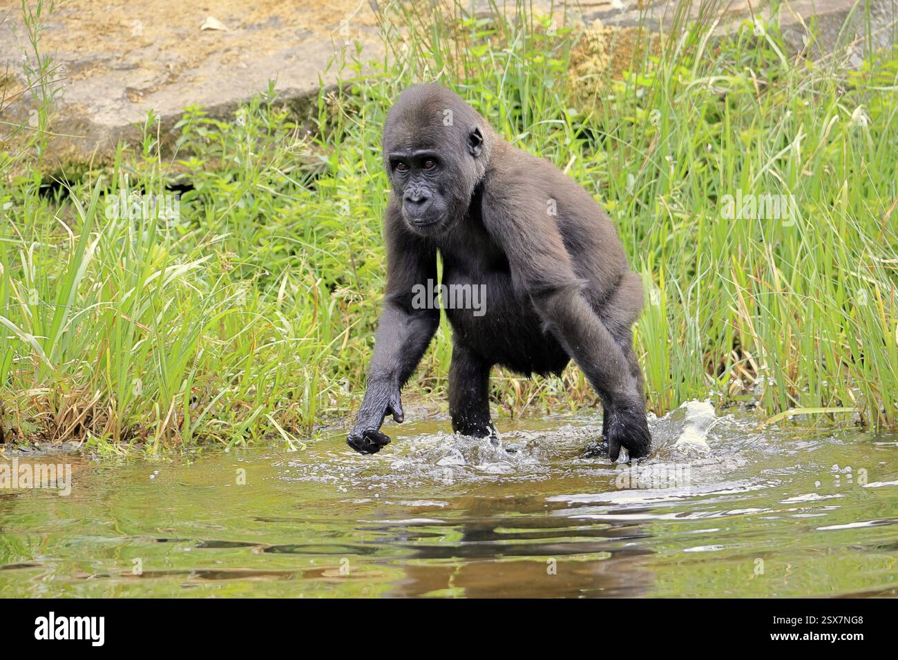 Western gorilla (Gorilla gorilla), young animal, at the water ...