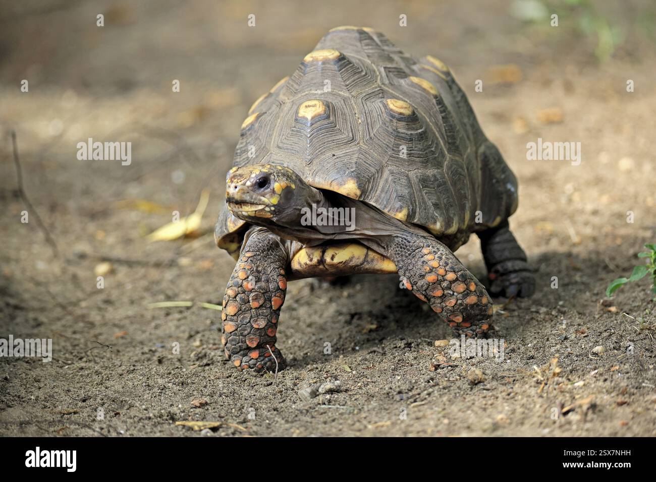 Coal turtle (Geochelone carbonaria), adult, foraging, South America ...