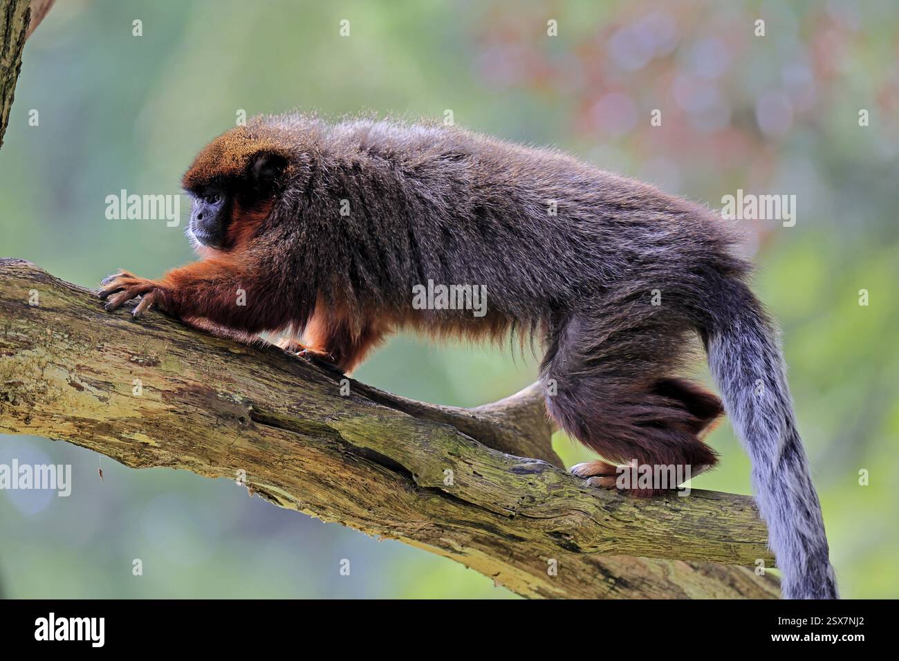 Coppery titi (Plecturocebus cupreus, Syn.: Callicebus cupreus), adult ...