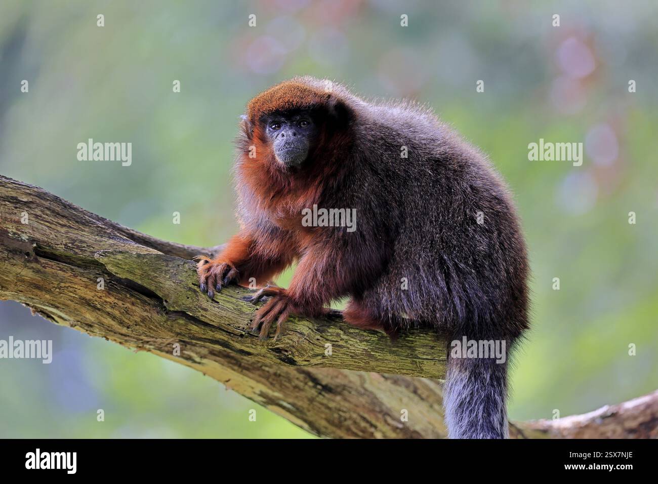 Coppery titi (Plecturocebus cupreus, Syn.: Callicebus cupreus), adult ...