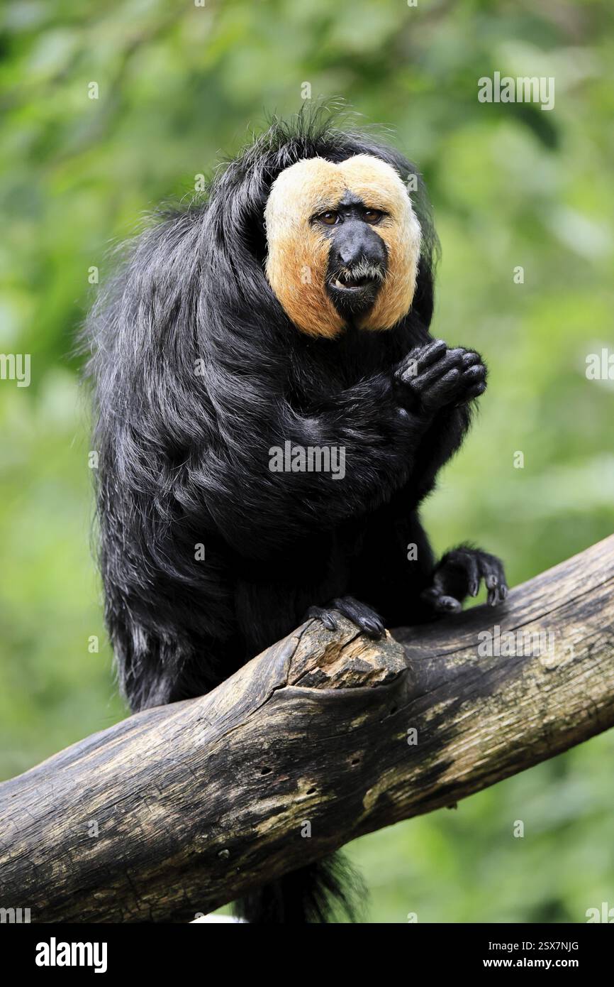 White-headed Saki (Pithecia pithecia), adult, on tree, male, vigilant ...