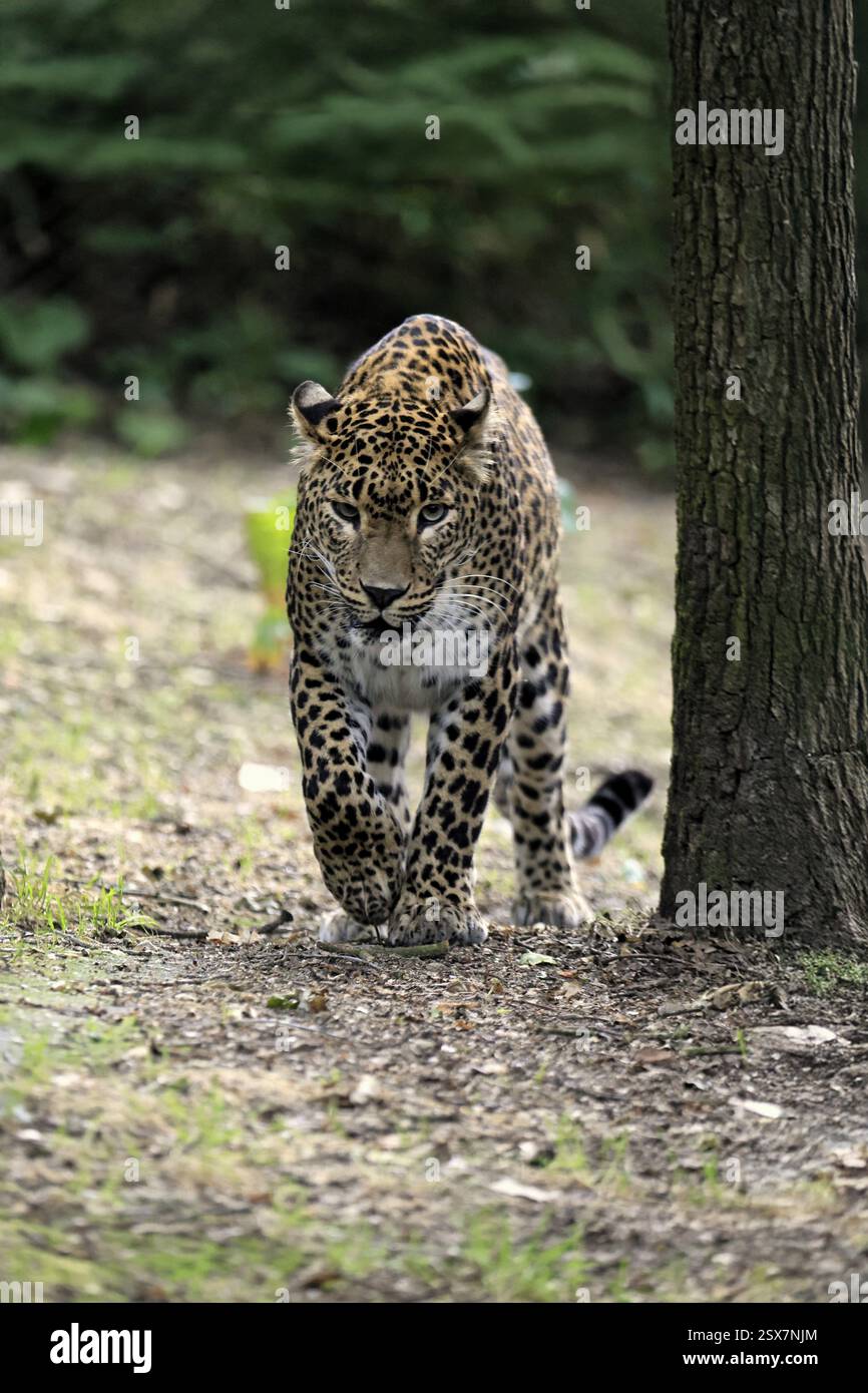 Sri Lanka Leopard (Panthera pardus kotiya), adult, stalking, running ...
