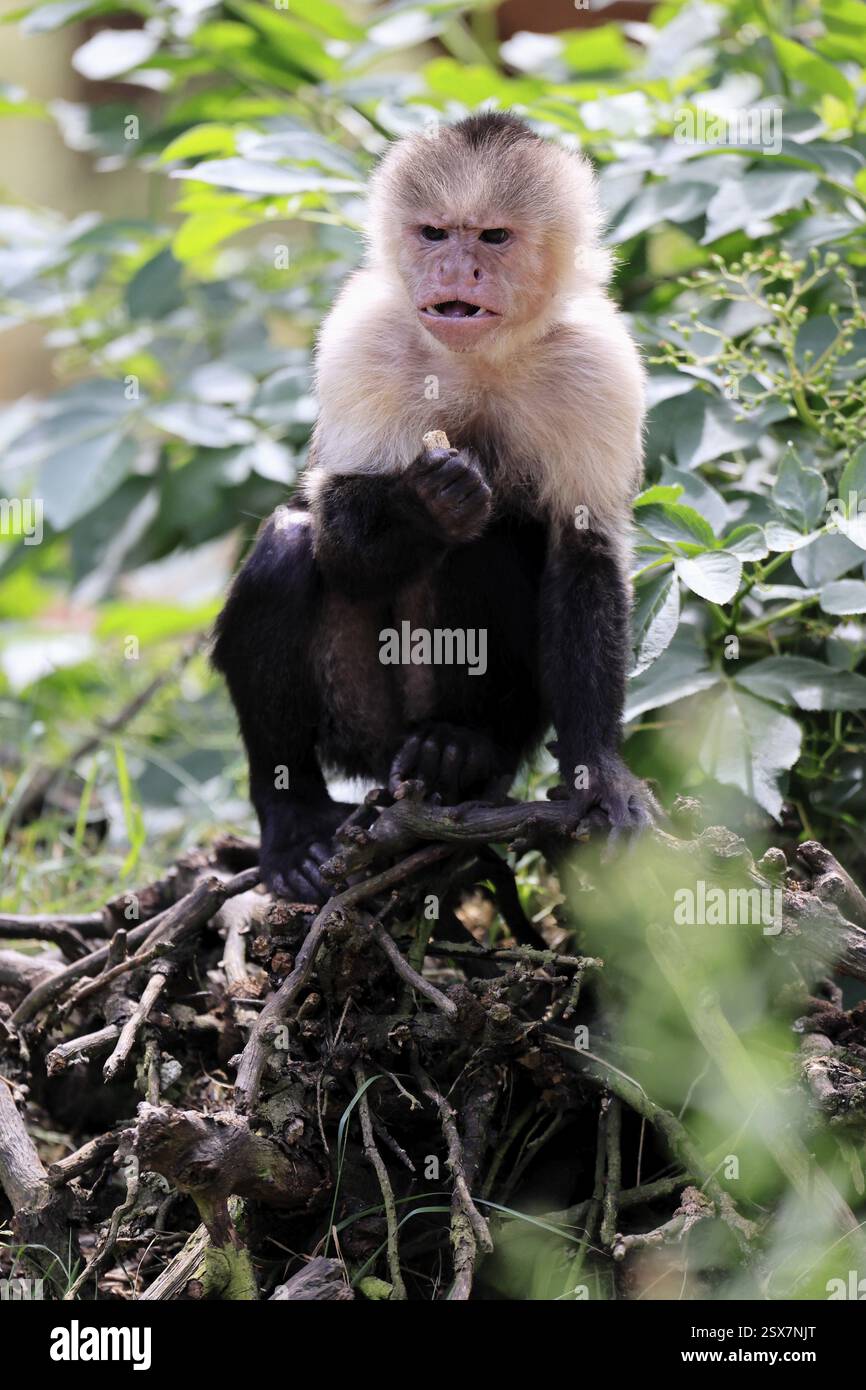 White-shouldered capuchin monkey (Cebus capucinus), adult, on the ...