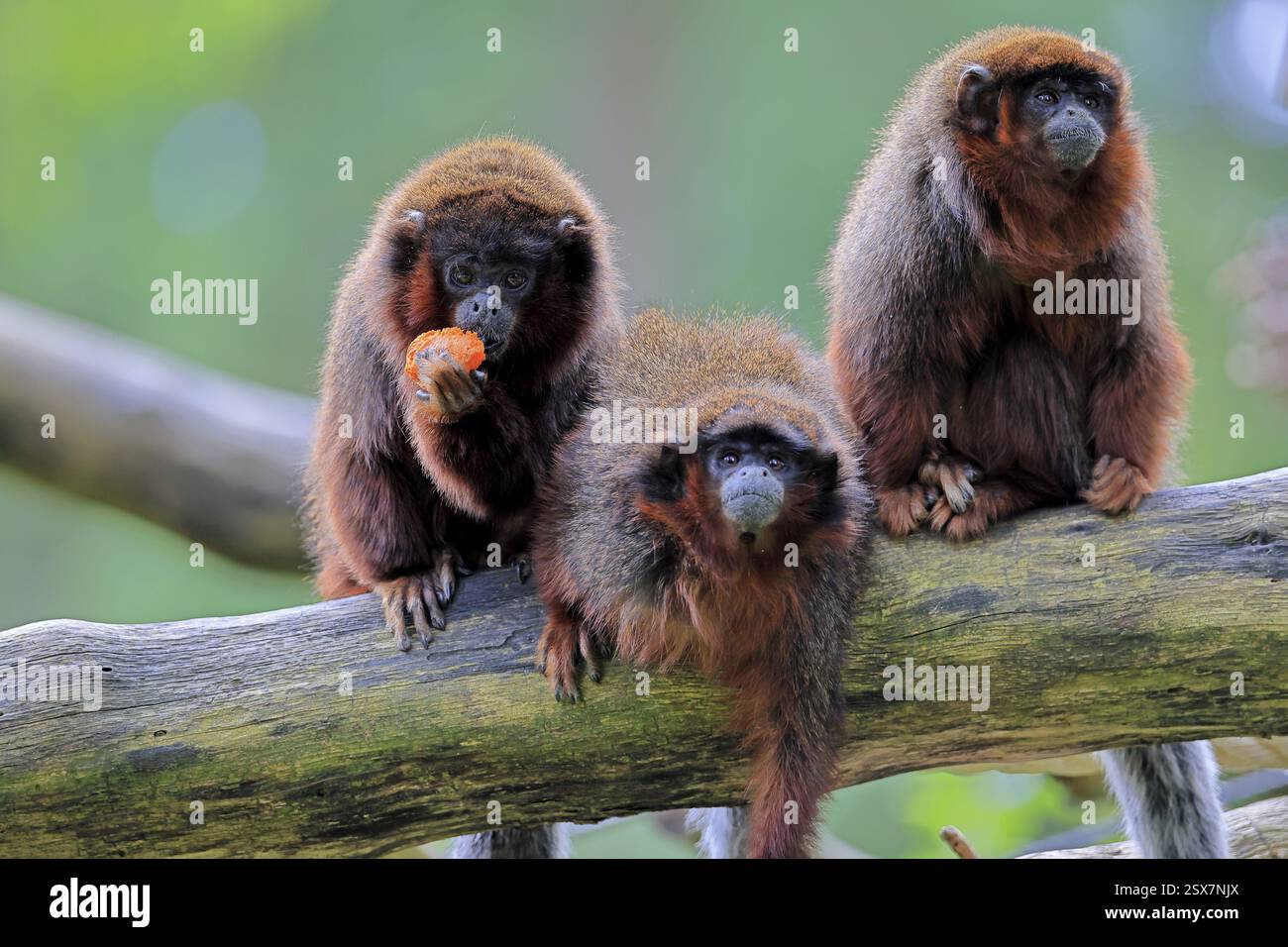 Coppery titi (Plecturocebus cupreus, Syn.: Callicebus cupreus), three ...