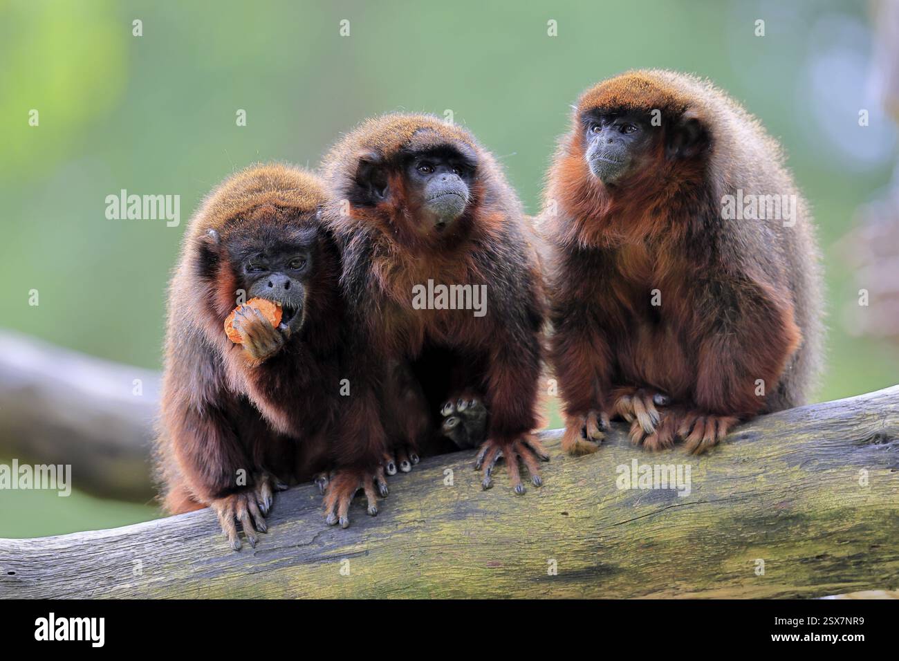 Coppery titi (Plecturocebus cupreus, Syn.: Callicebus cupreus), three ...