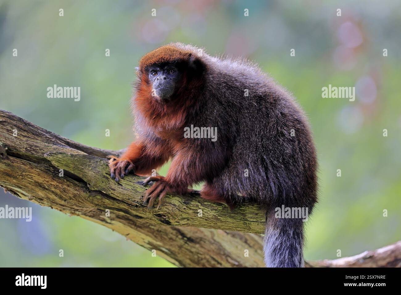 Coppery titi (Plecturocebus cupreus, Syn.: Callicebus cupreus), adult ...