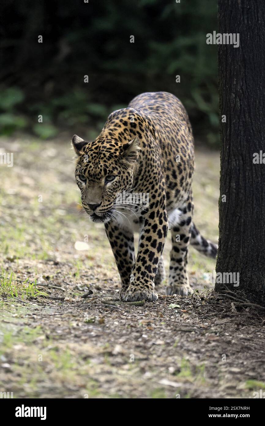 Sri Lanka Leopard (Panthera pardus kotiya), adult, stalking, running ...