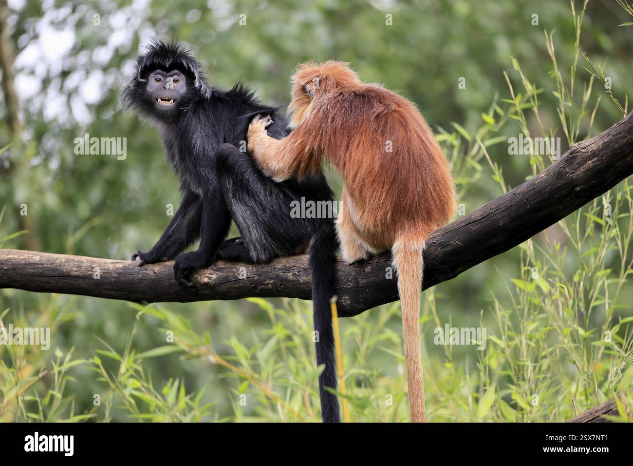 Javan lutung (Trachypithecus auratus), adult, sitting, two Javan lutung ...