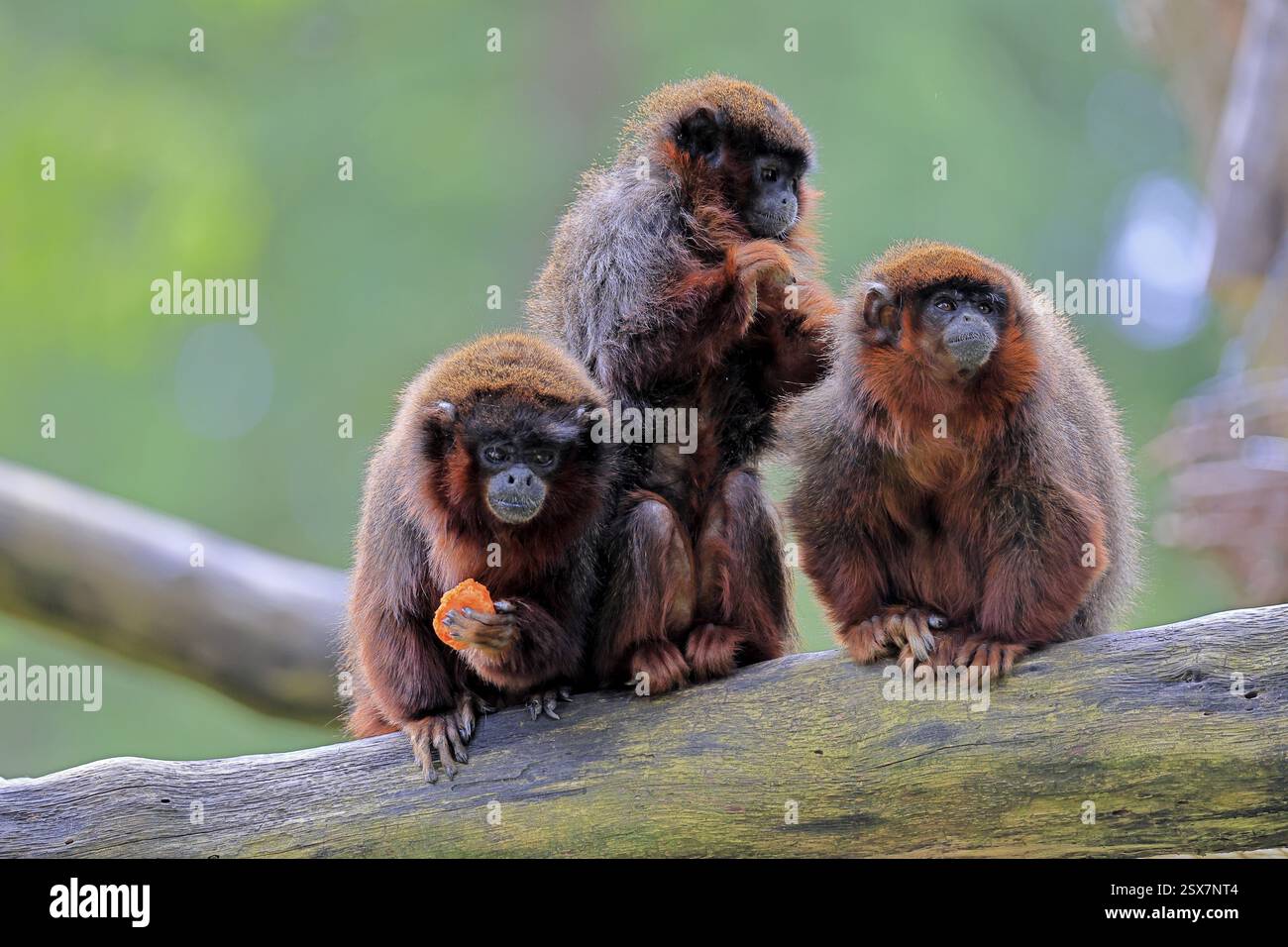 Coppery titi (Plecturocebus cupreus, Syn.: Callicebus cupreus), three ...