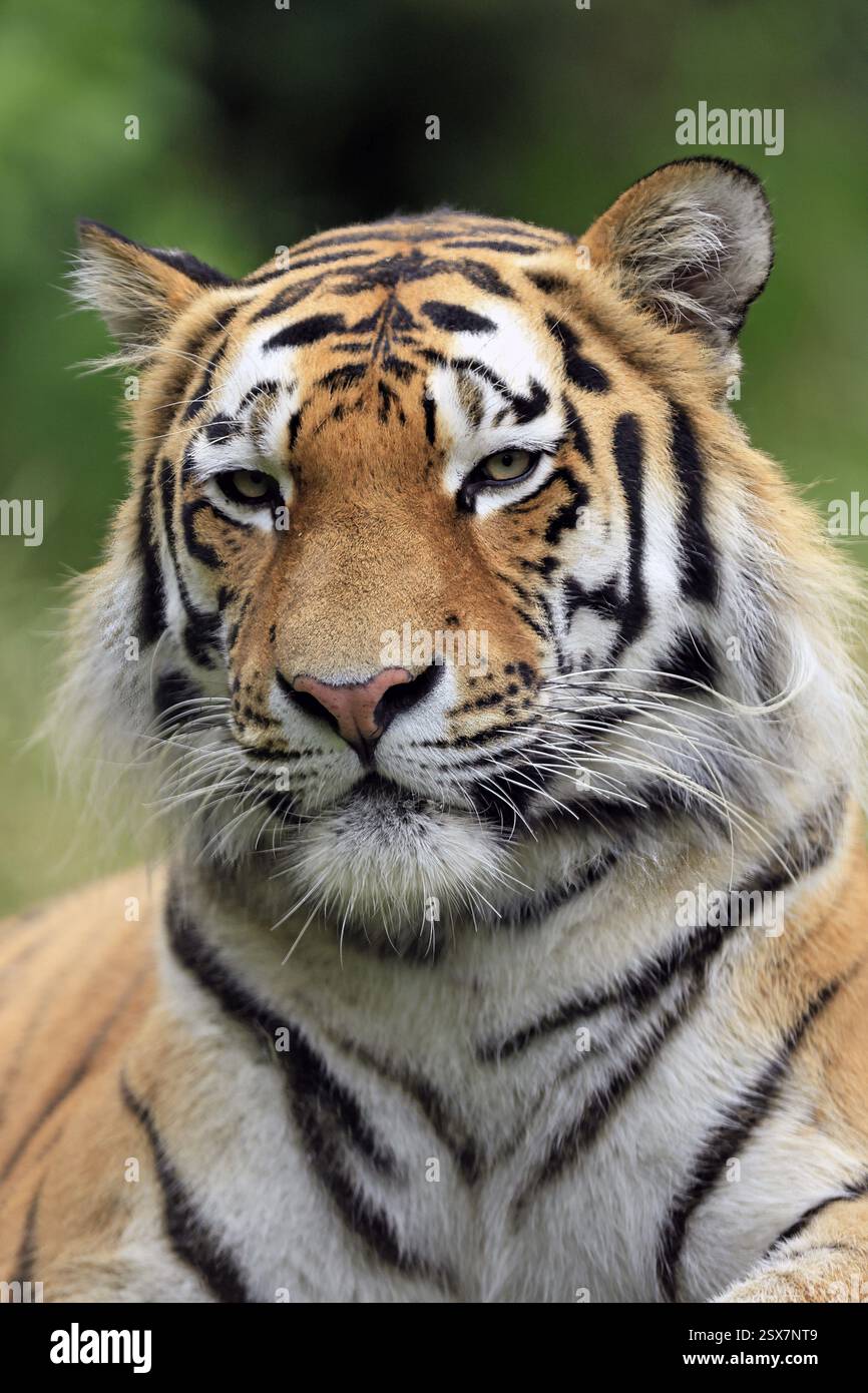 Siberian tiger (Panthera tigris altaica), adult, alert, portrait Stock ...