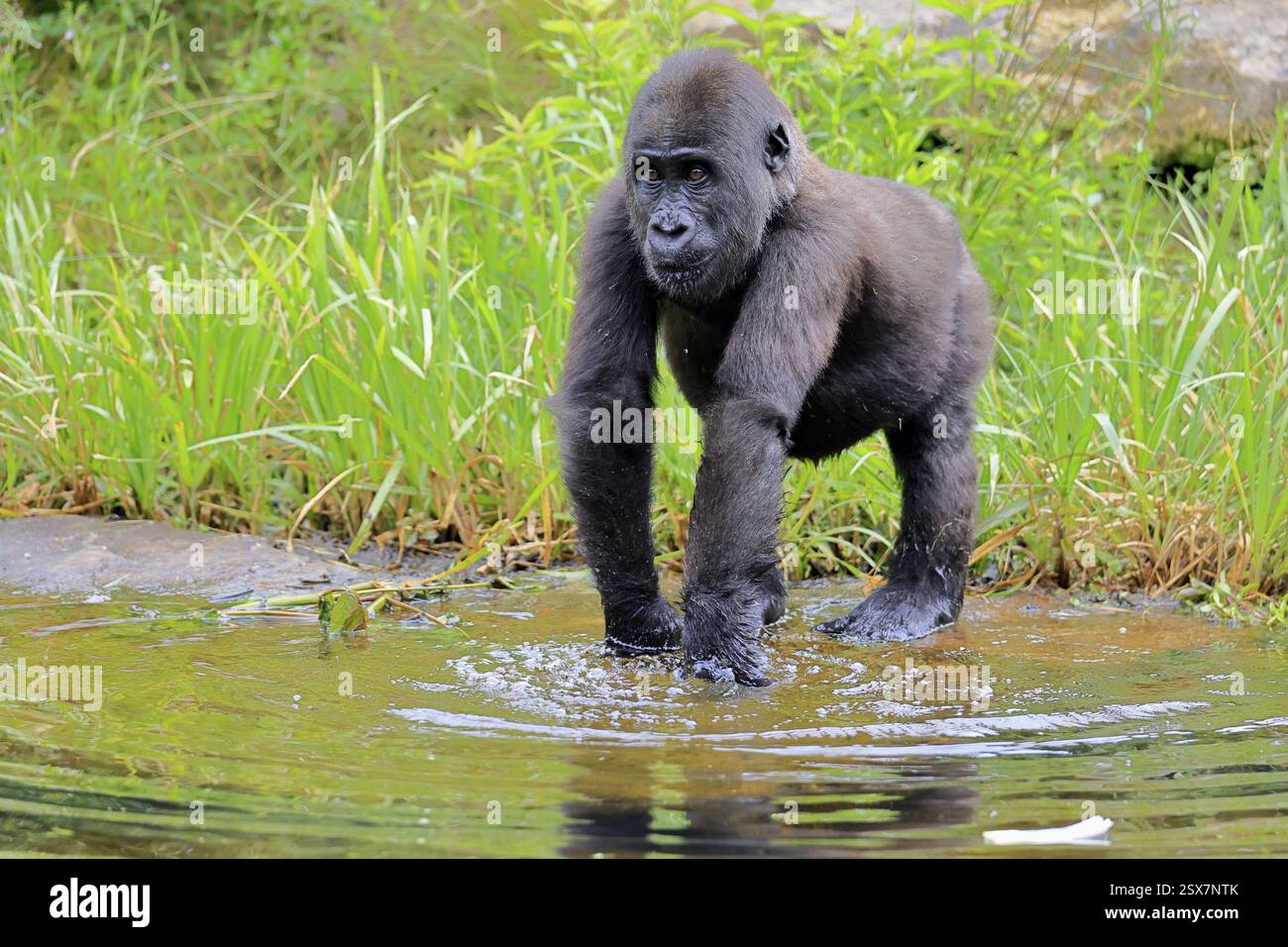 Western gorilla (Gorilla gorilla), young animal, at the water ...