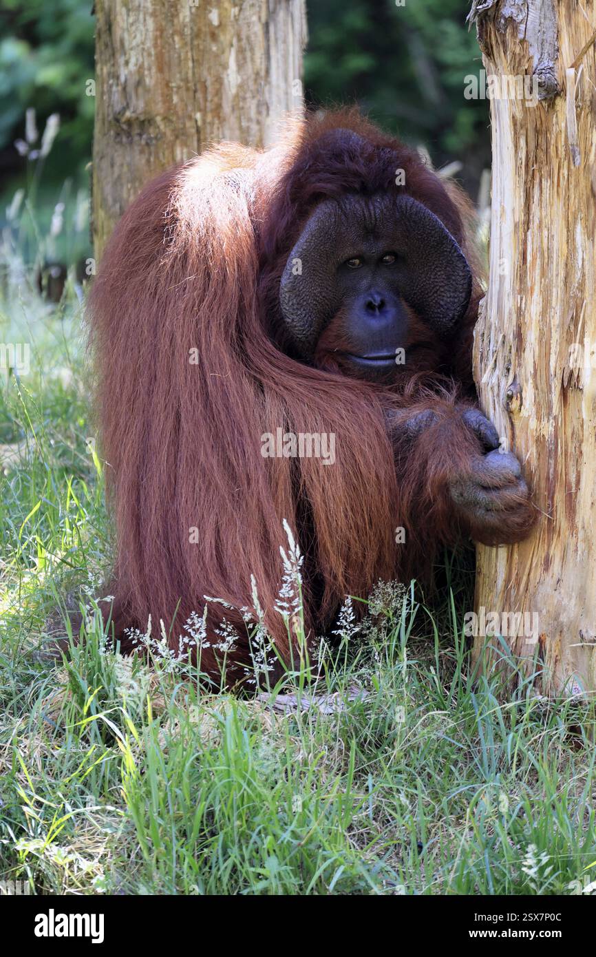 Borneo Orang Utan (Pan Paniscus), adult, male, on ground, vigilant ...
