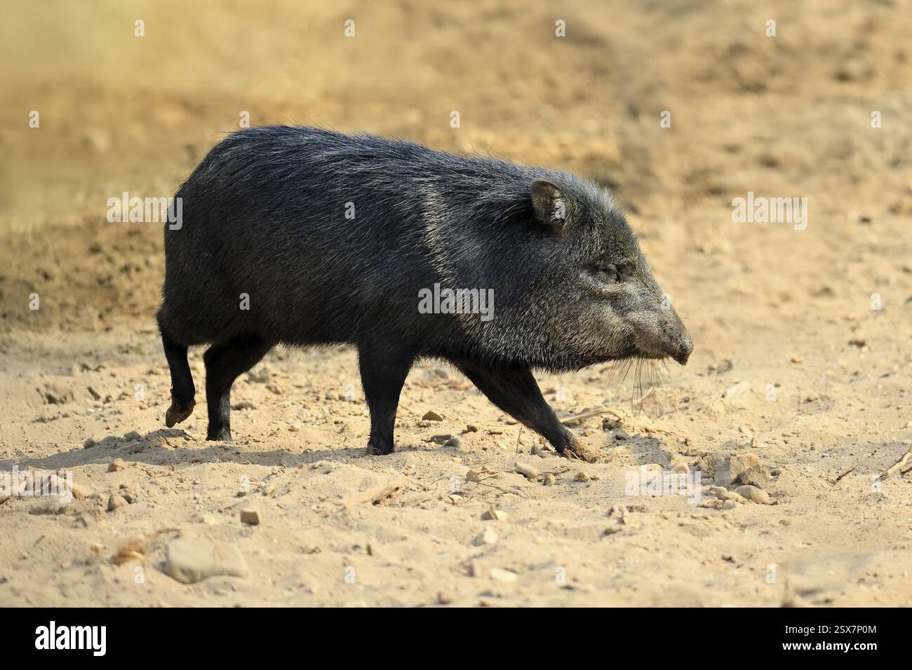 Collared peccary (Peccari angulatus), adult, foraging, South America ...