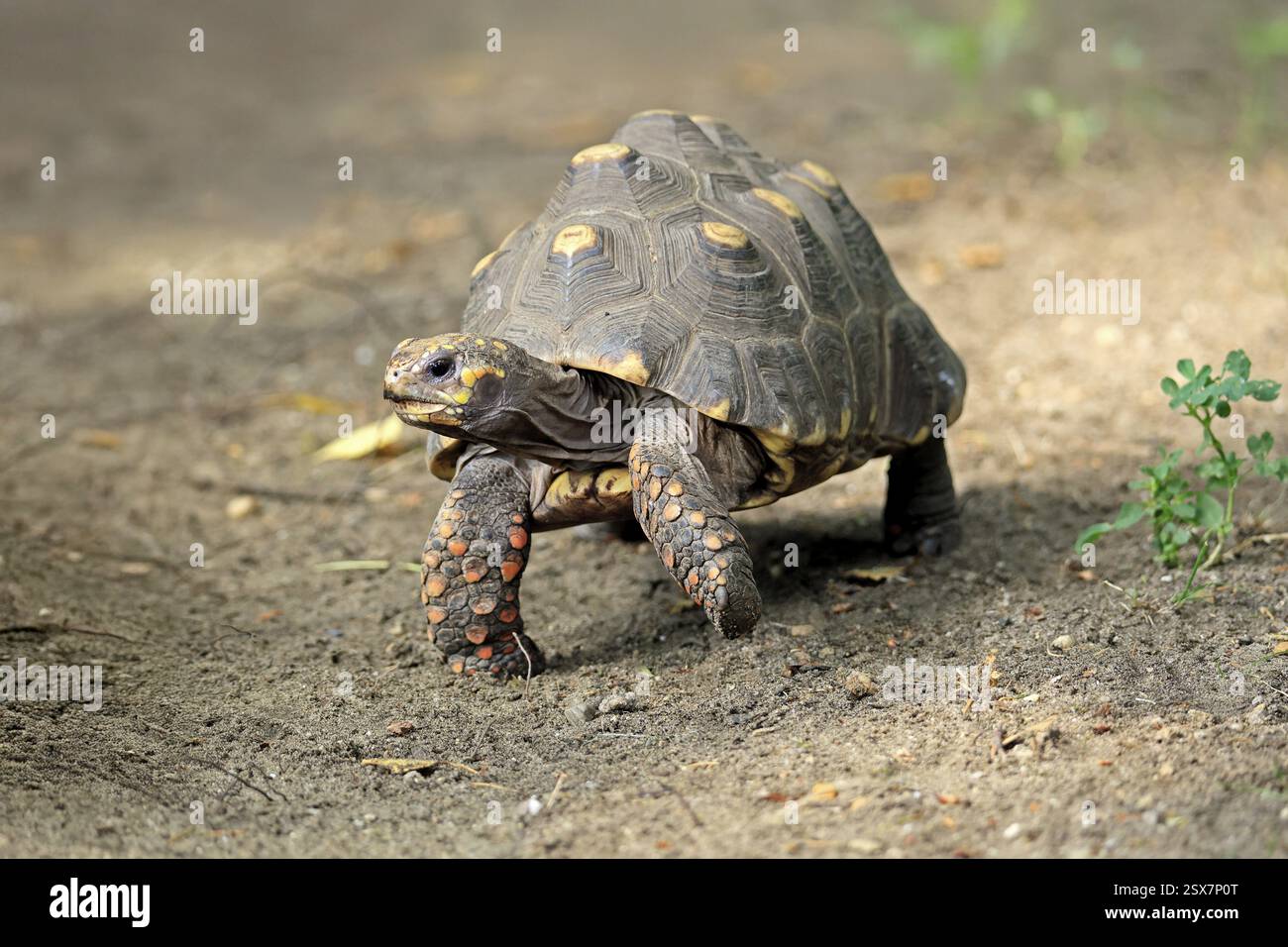 Coal turtle (Geochelone carbonaria), adult, foraging, South America ...