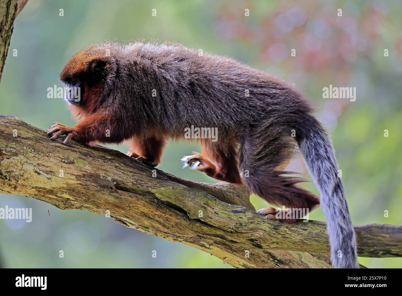 Coppery titi (Plecturocebus cupreus, Syn.: Callicebus cupreus), adult ...