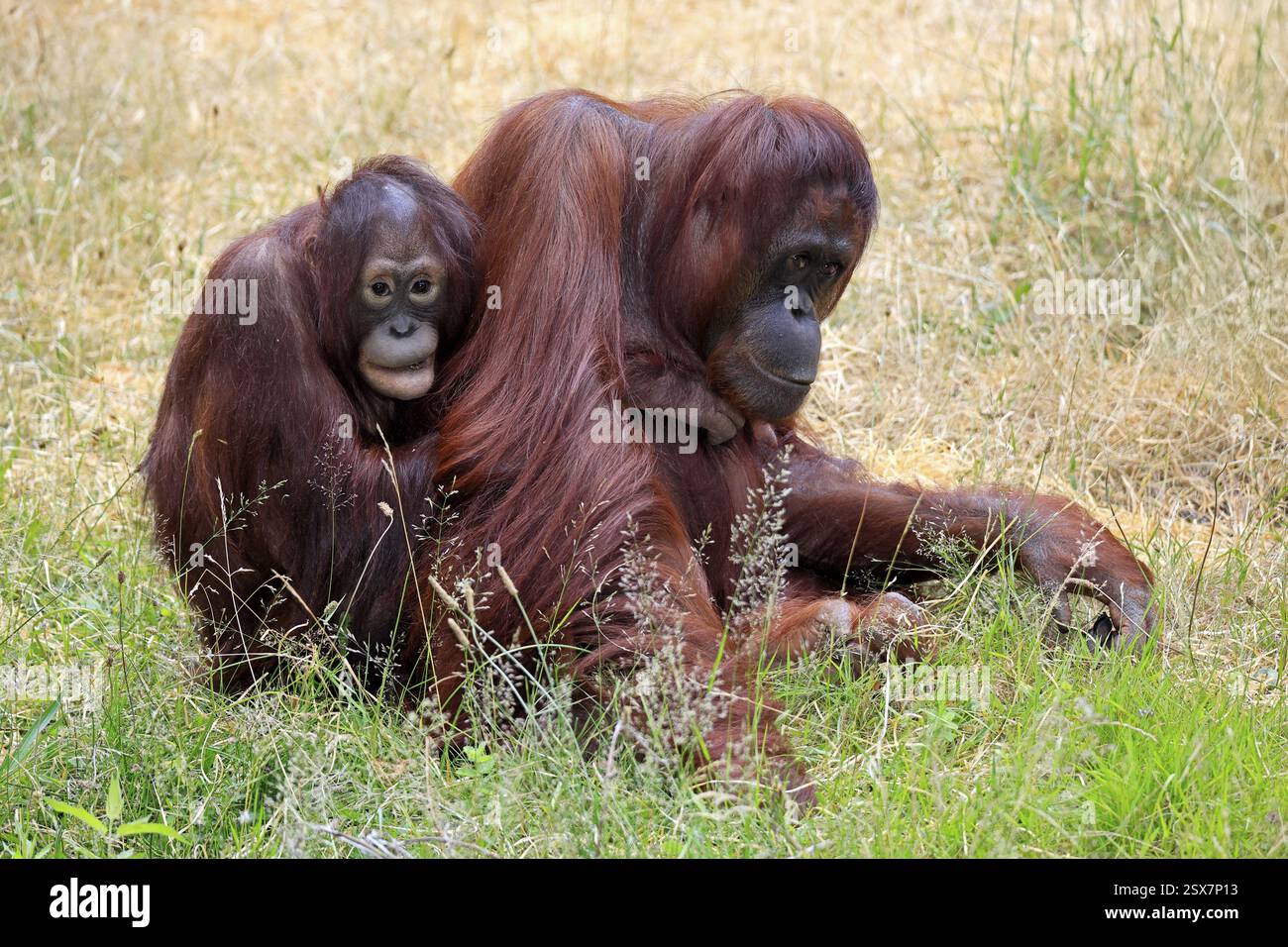 Borneo Orang Utan (Pan Paniscus), adult, female, mother, juvenile ...