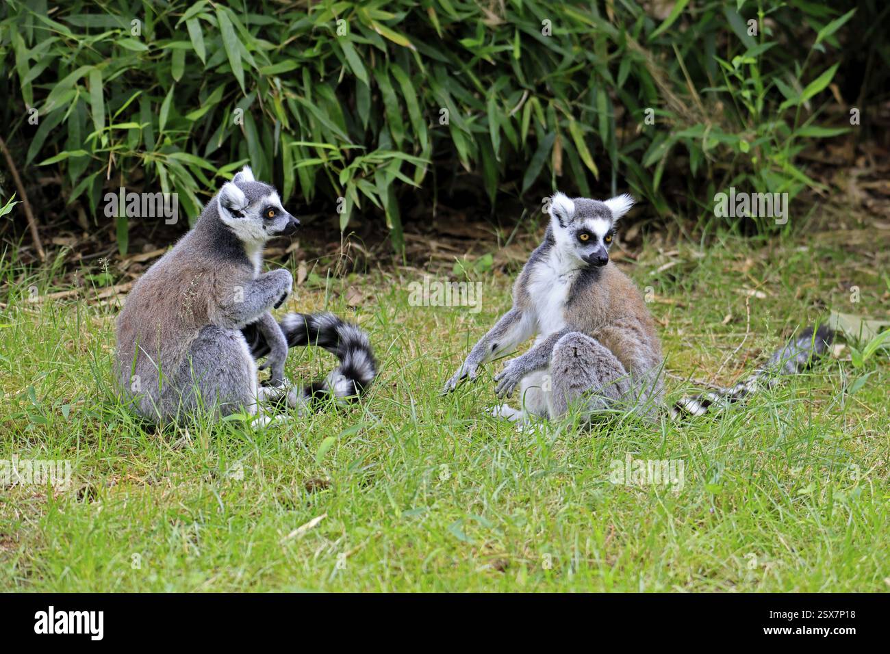 Catta (Lemur catta) adult, two cattas, sitting on the ground, Magaskar ...