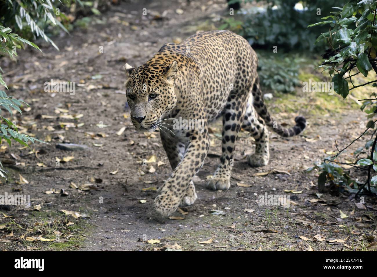 Sri Lanka Leopard (Panthera pardus kotiya), adult, stalking, running ...