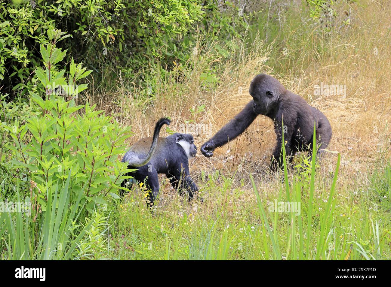Terrestrial guenons hi-res stock photography and images - Alamy