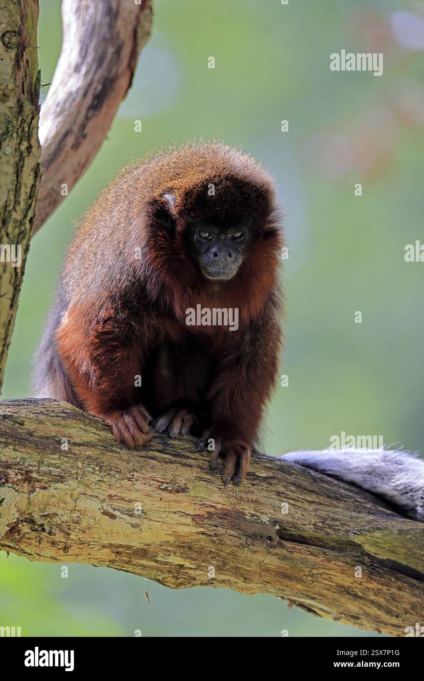 Coppery titi (Plecturocebus cupreus, Syn.: Callicebus cupreus), adult ...