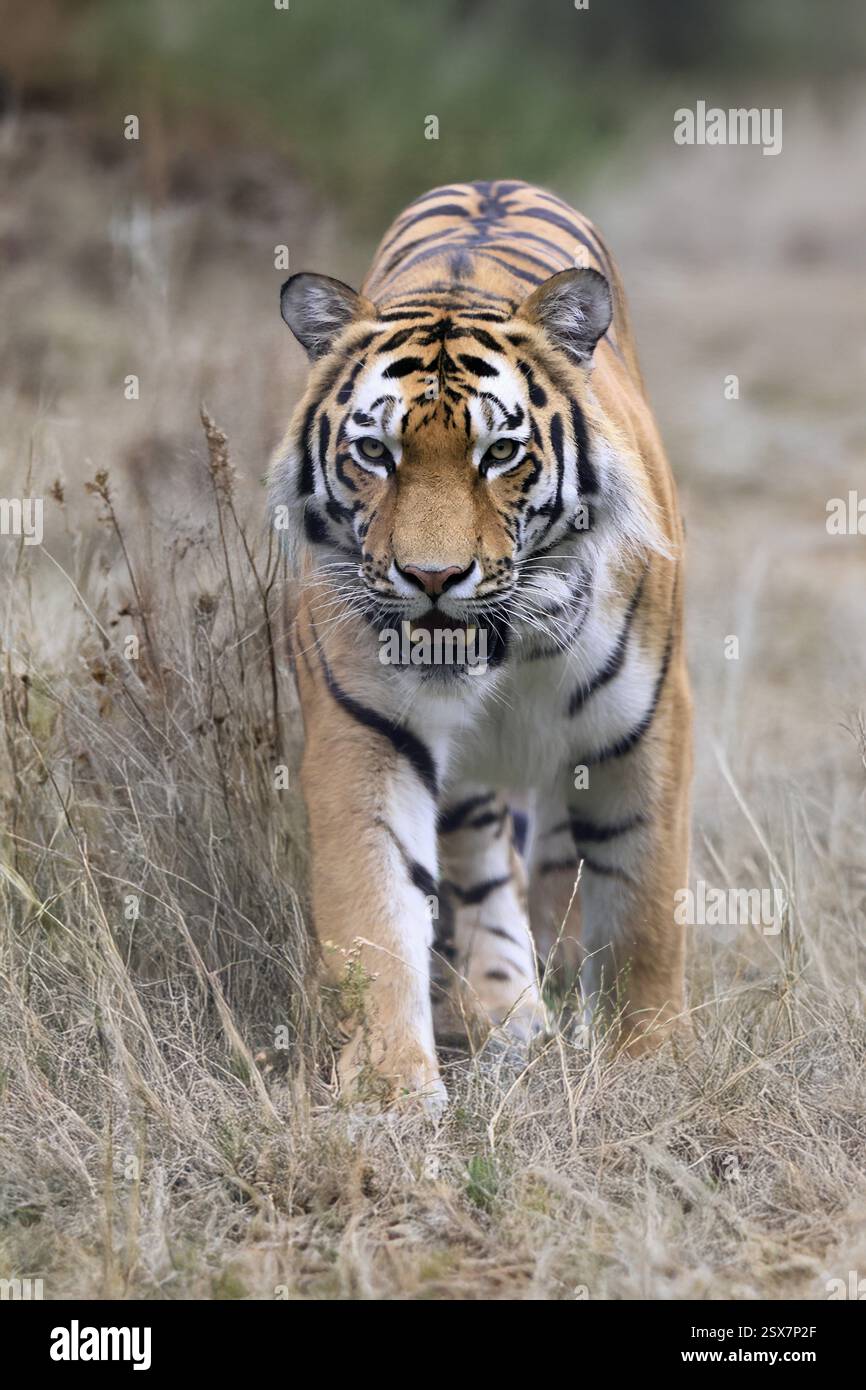 Siberian tiger (Panthera tigris altaica), adult, male, running, stalking, alert Stock Photo - Alamy